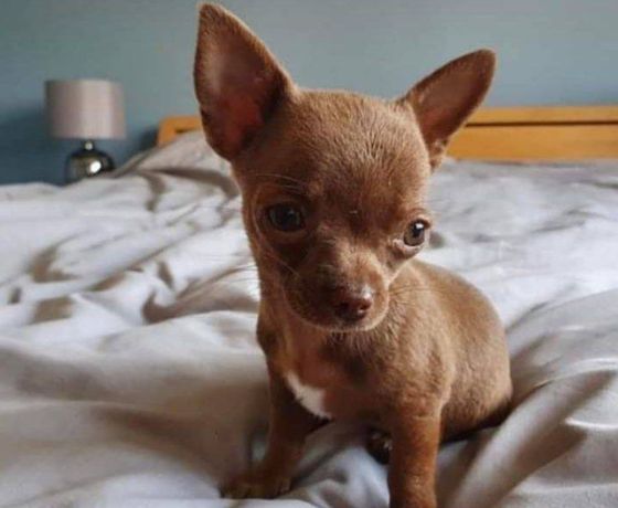 Chihuahua Puppies Available for sale in Mumbai Breed n Breeder